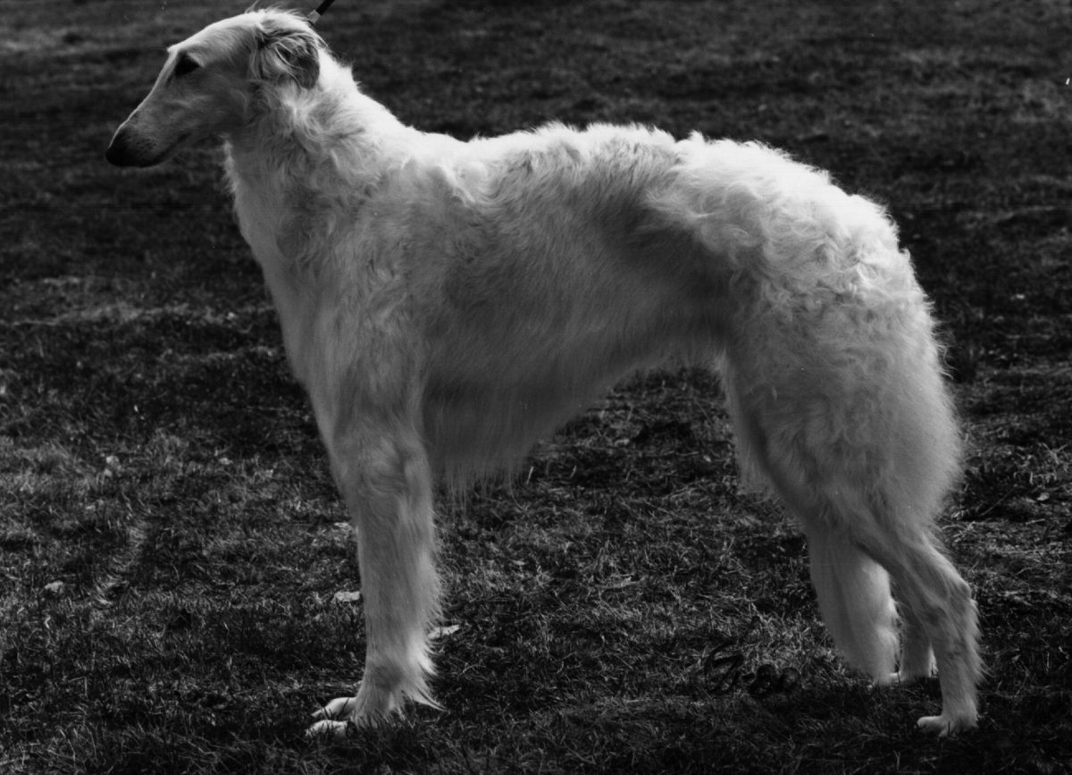 The Murugi Kennels – The Borzoï Encyclopedia