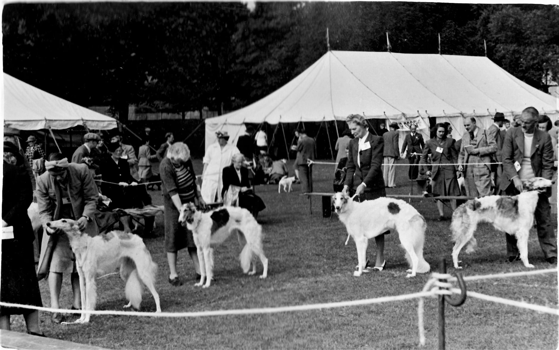 British Borzoi Shows in Photos (1948) - The Borzoï Encyclopedia