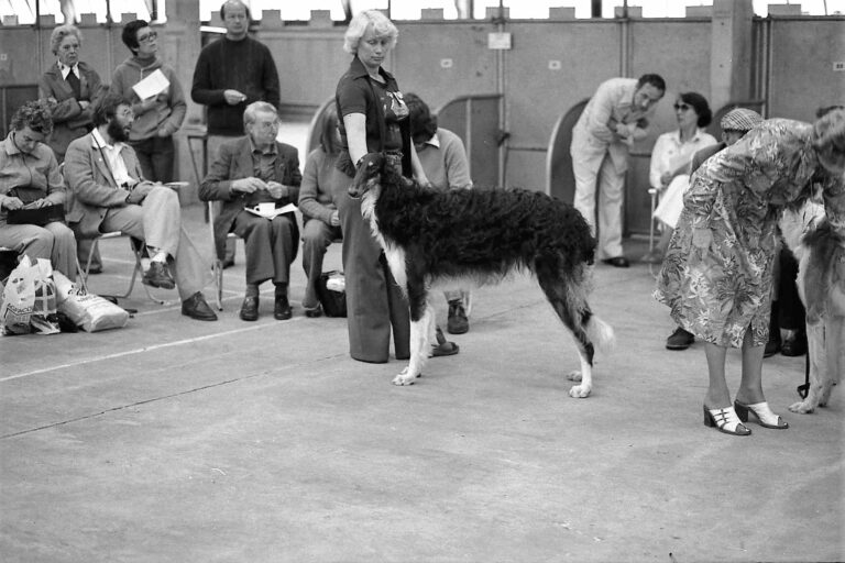 British Borzoi Shows in Photos (1977) - The Borzoï Encyclopedia