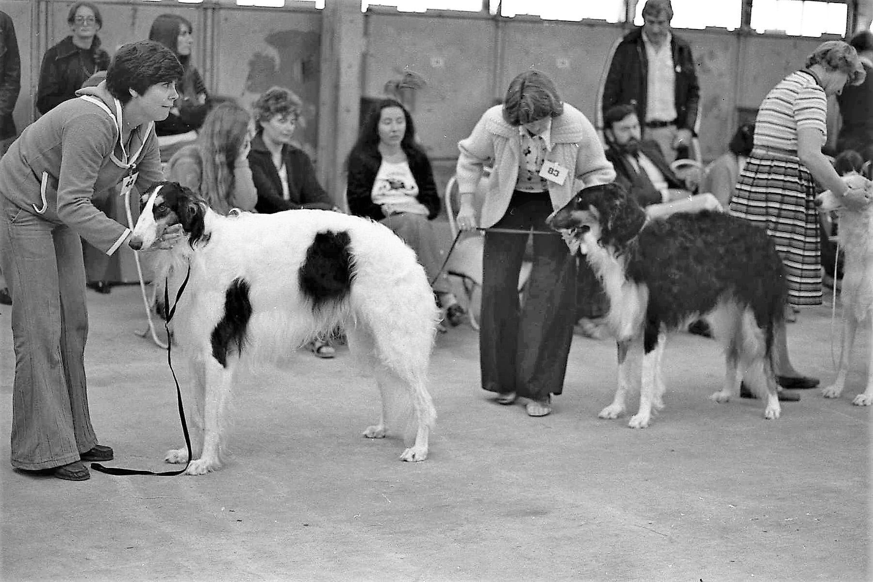 British Borzoi Shows in Photos (1977) - The Borzoï Encyclopedia