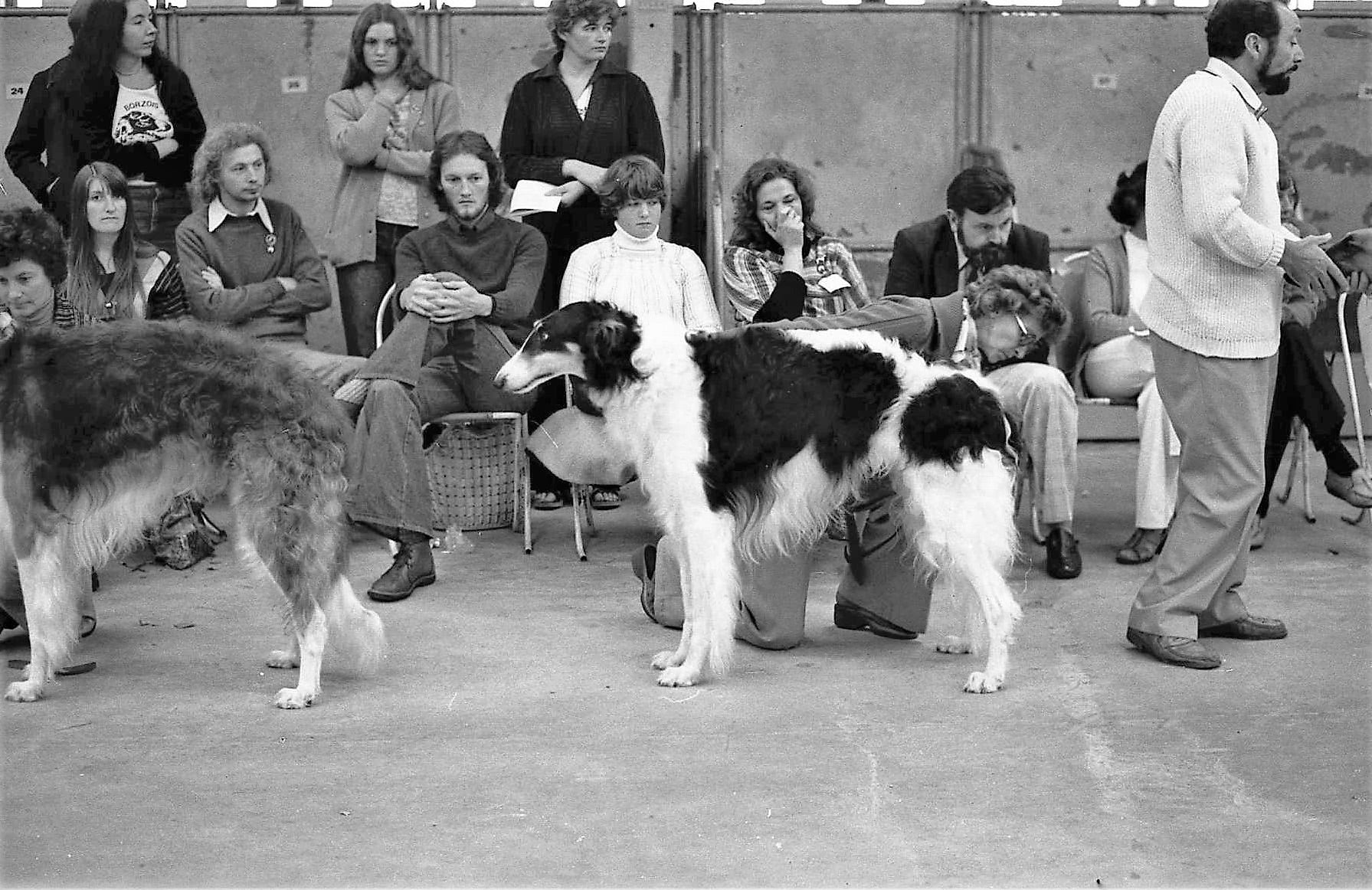 British Borzoi Shows in Photos (1977) - The Borzoï Encyclopedia