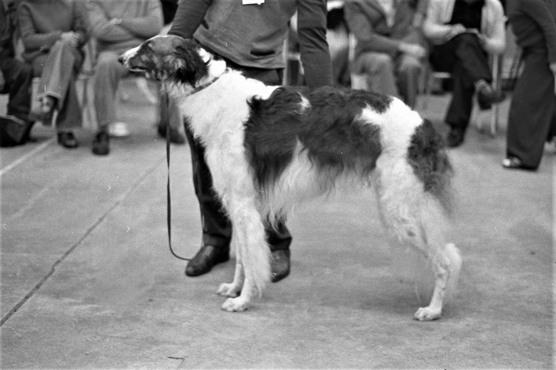 British Borzoi Shows in Photos (1977) - The Borzoï Encyclopedia