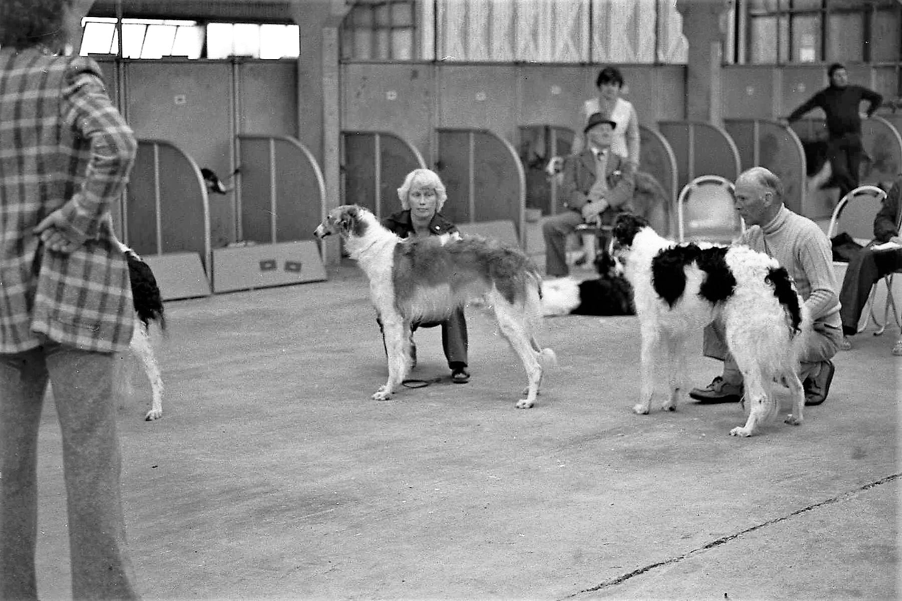 British Borzoi Shows in Photos (1977) - The Borzoï Encyclopedia