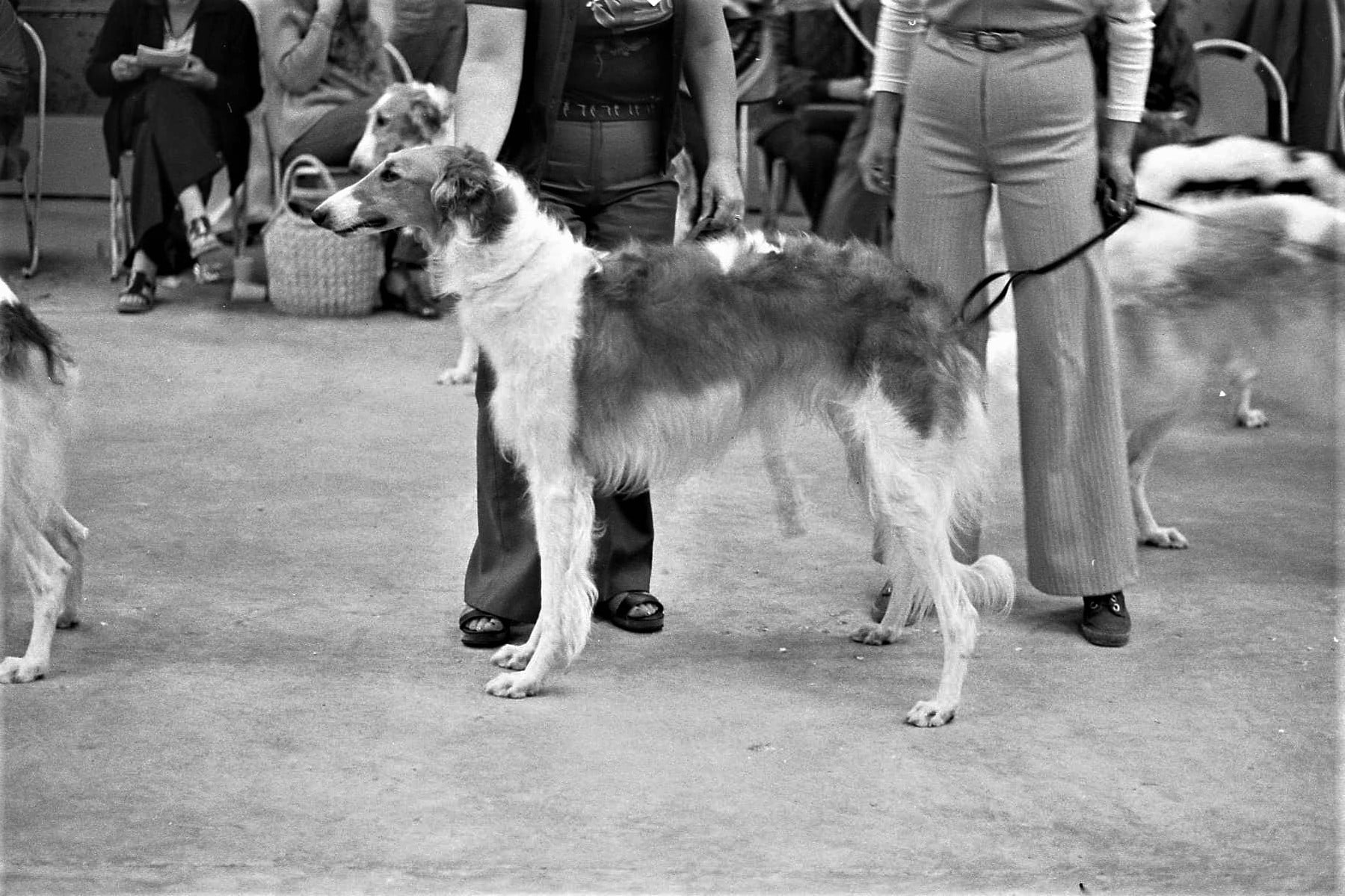 British Borzoi Shows in Photos (1977) - The Borzoï Encyclopedia