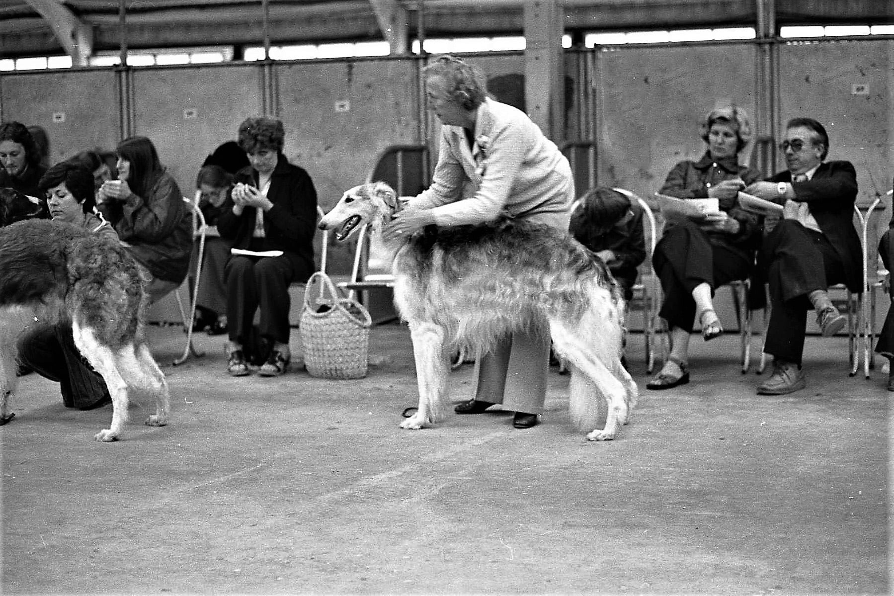 British Borzoi Shows in Photos (1977) - The Borzoï Encyclopedia