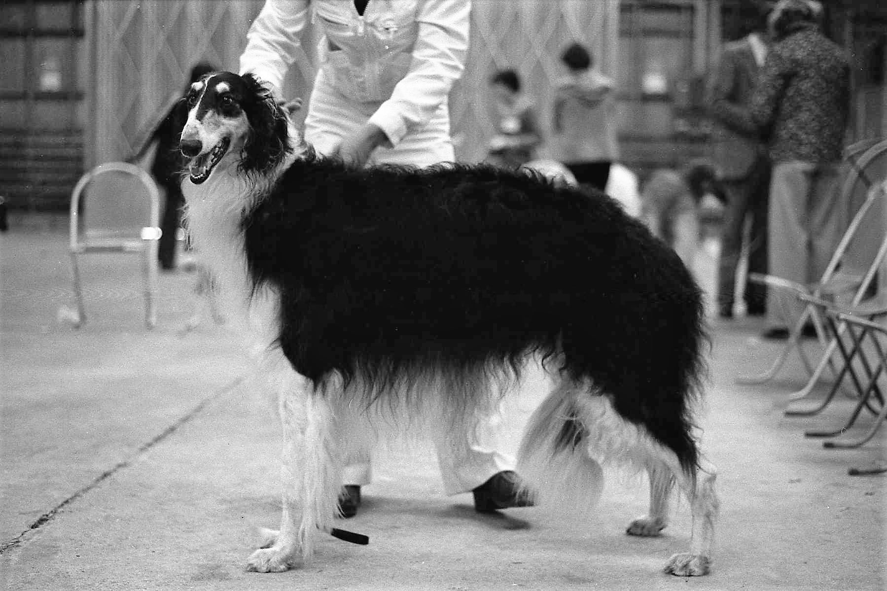 British Borzoi Shows in Photos (1977) - The Borzoï Encyclopedia