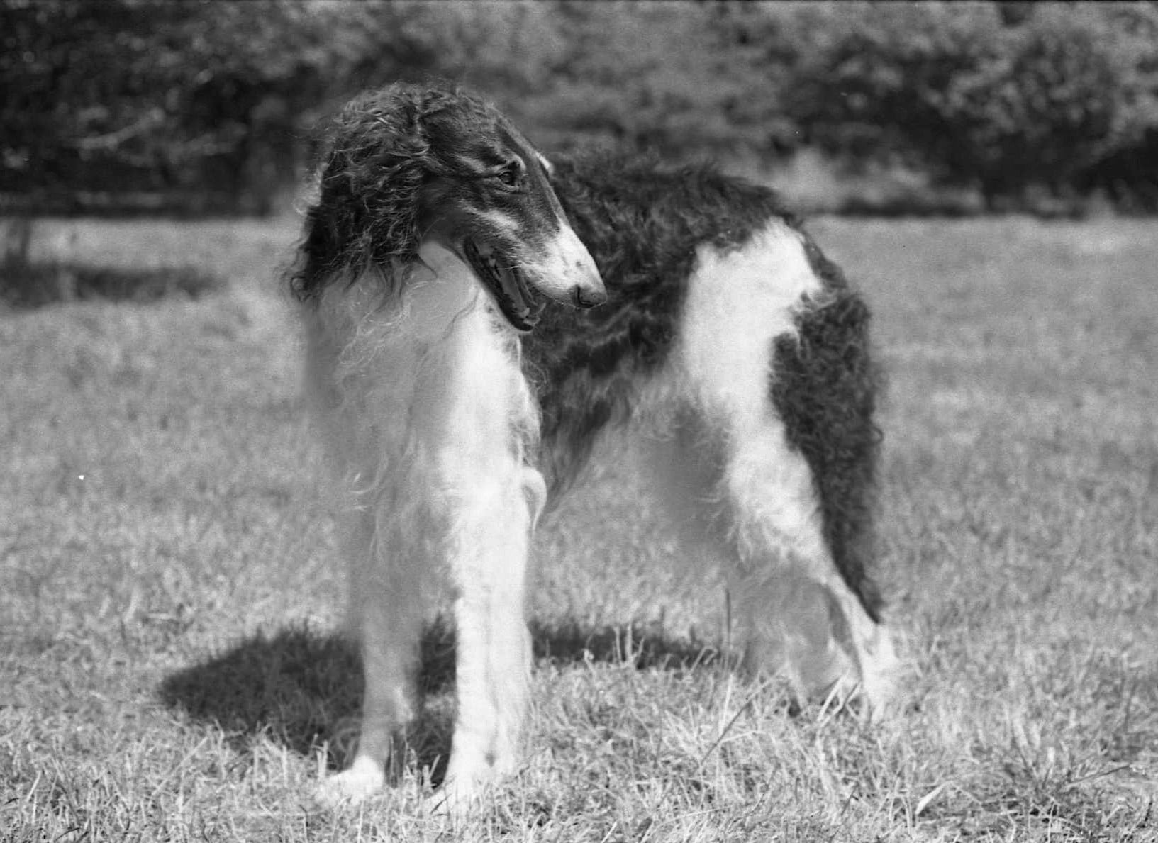 British Borzoi Shows in Photos (1977) - The Borzoï Encyclopedia