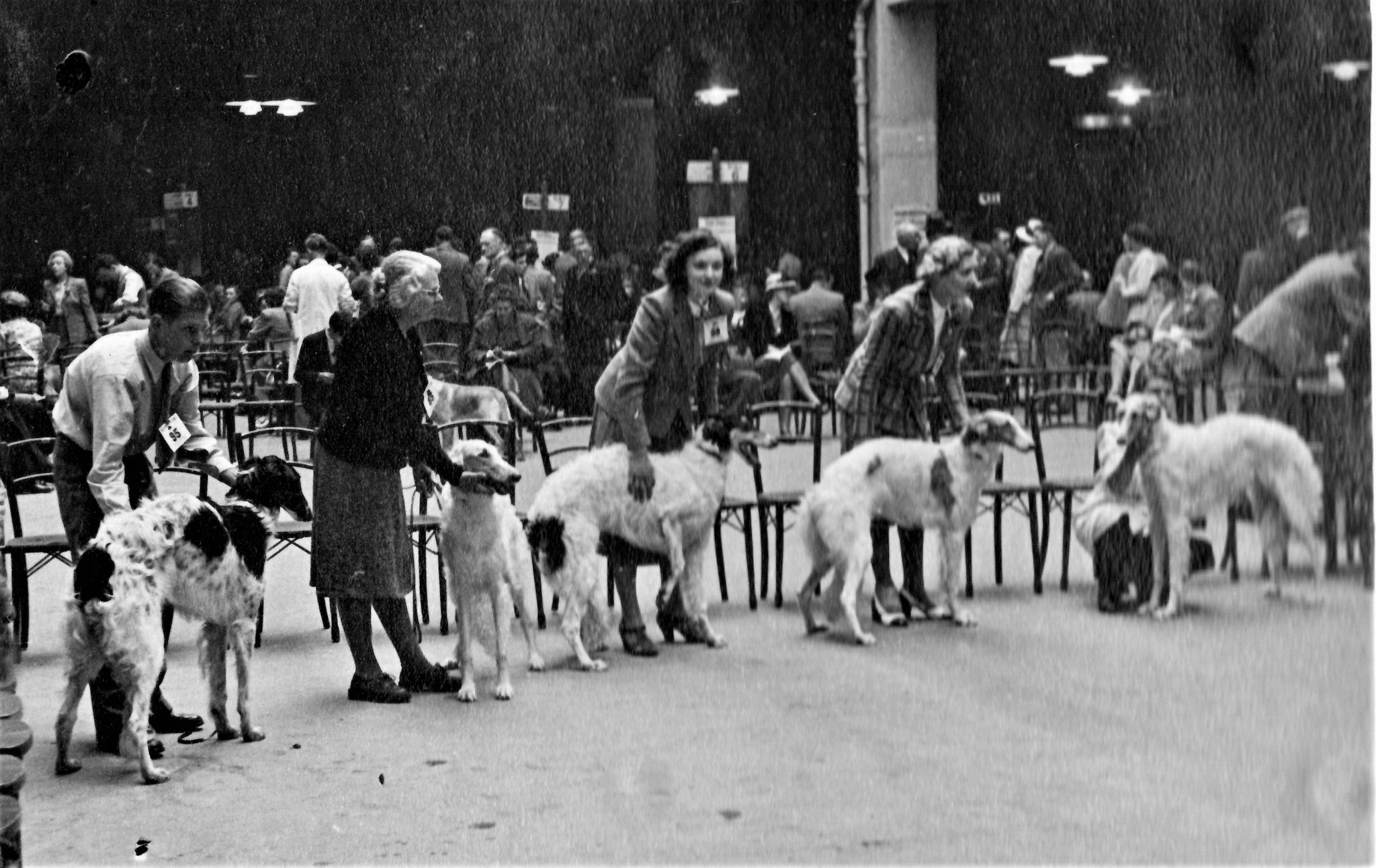 British Borzoi Shows in Photos ( 1950) - The Borzoï Encyclopedia
