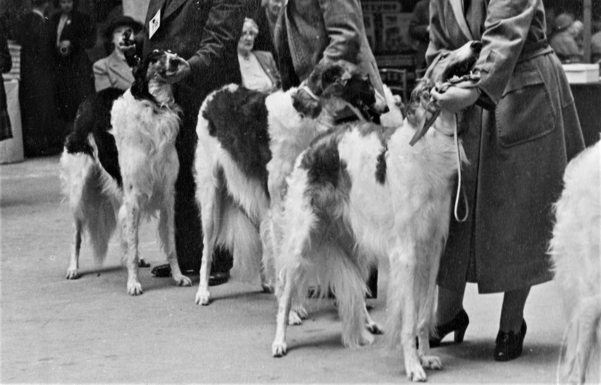 British Borzoi Shows in Photos ( 1950) - The Borzoï Encyclopedia