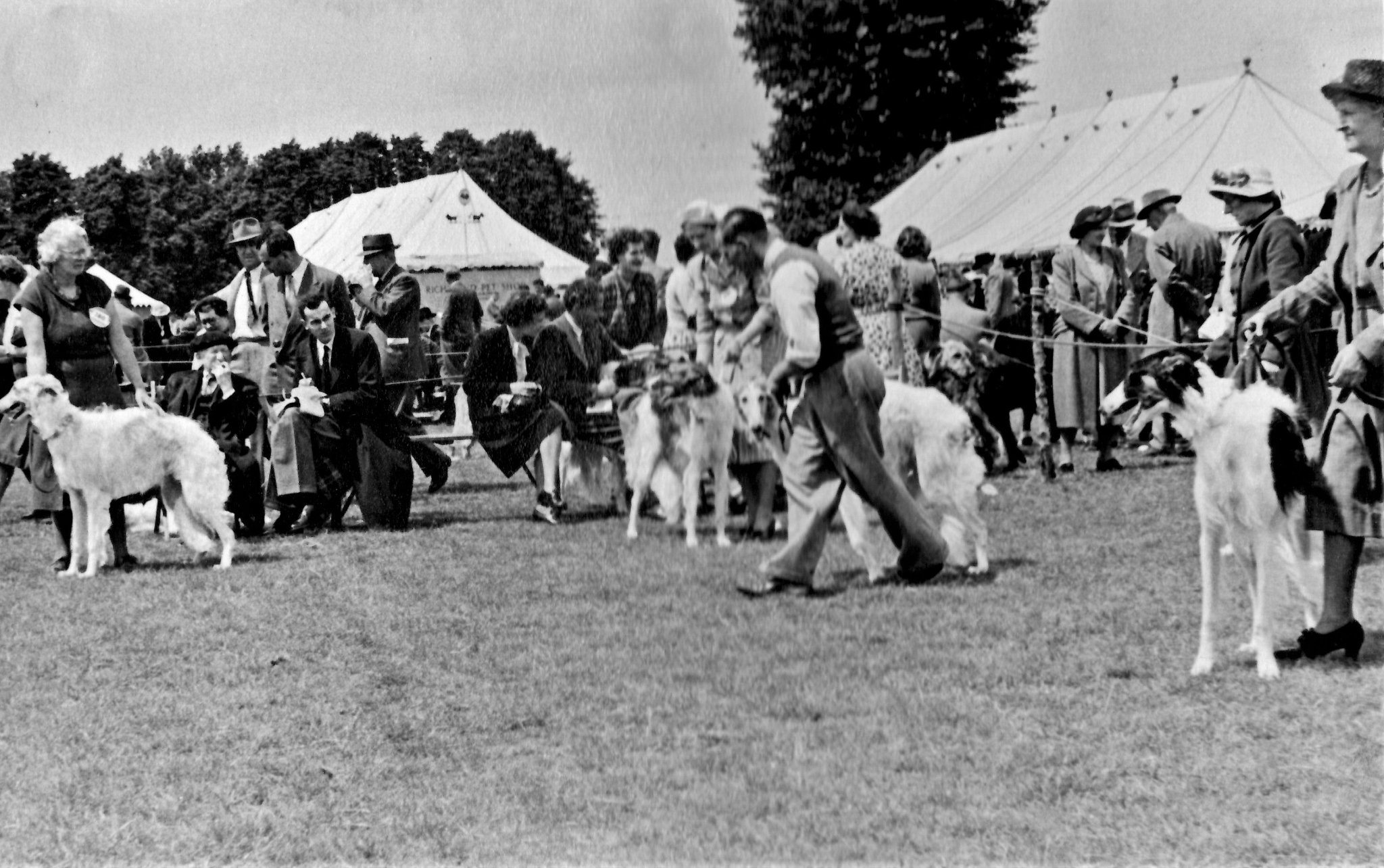 British Borzoi Shows in Photos ( 1950) - The Borzoï Encyclopedia