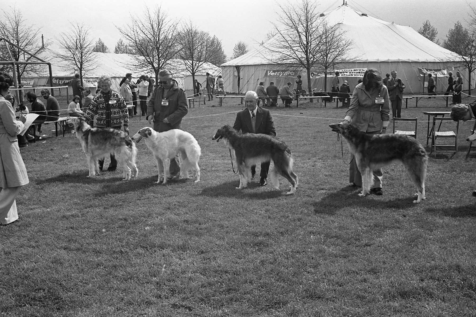 British Borzoi Shows in Photos (1977) - The Borzoï Encyclopedia