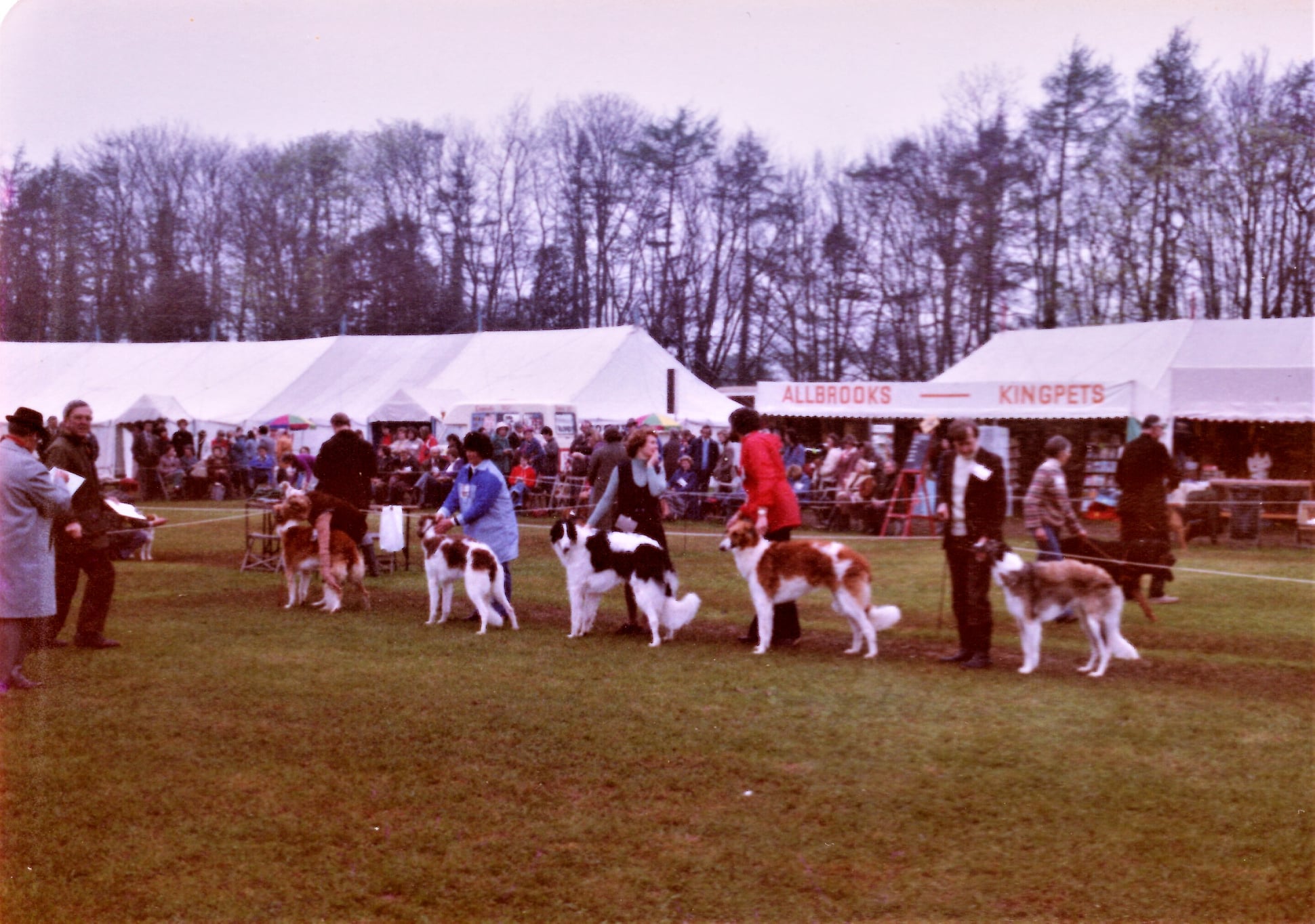 BRITISH BORZOI SHOWS IN PHOTOS (1978) - The Borzoï Encyclopedia