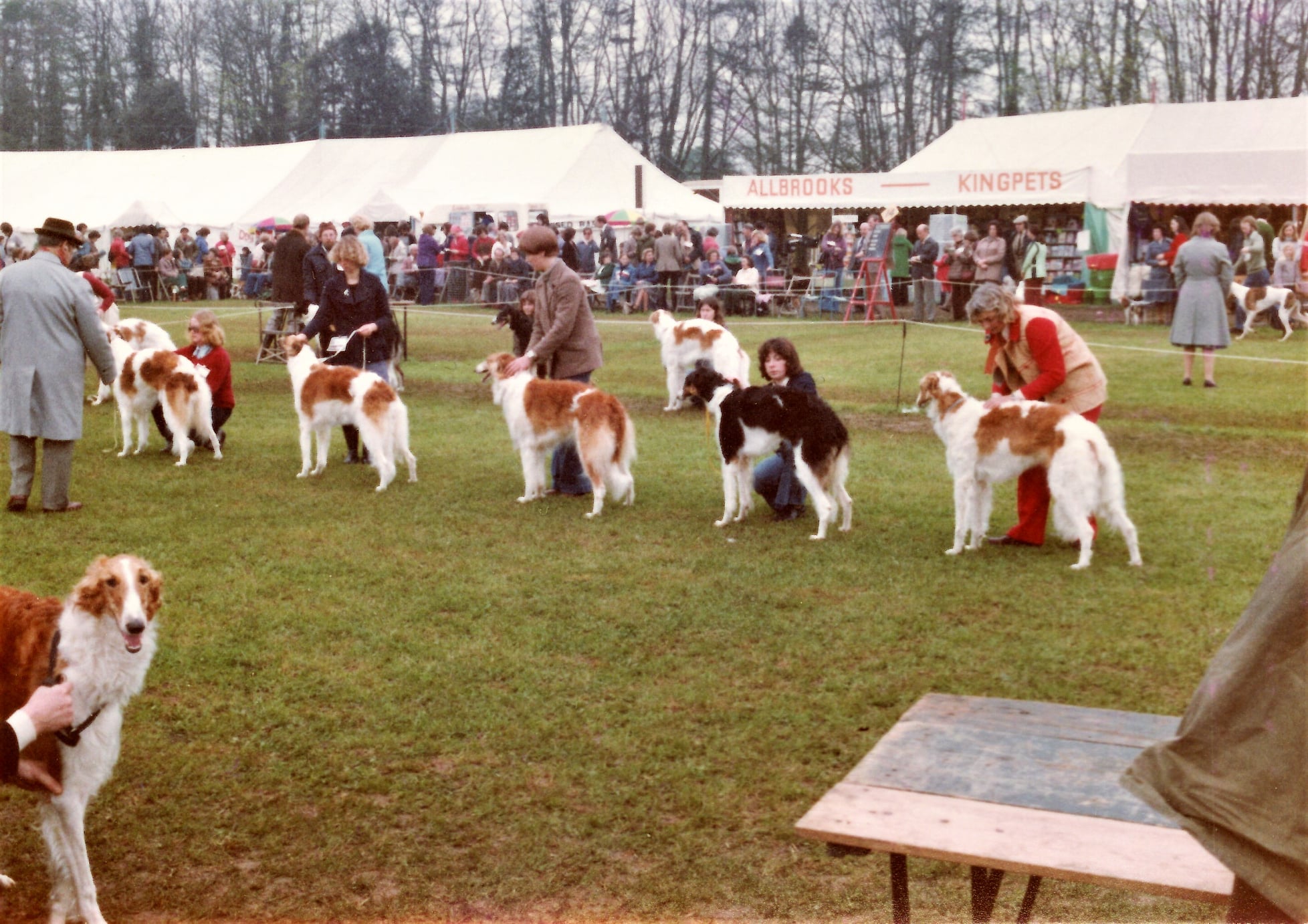 BRITISH BORZOI SHOWS IN PHOTOS (1978) - The Borzoï Encyclopedia
