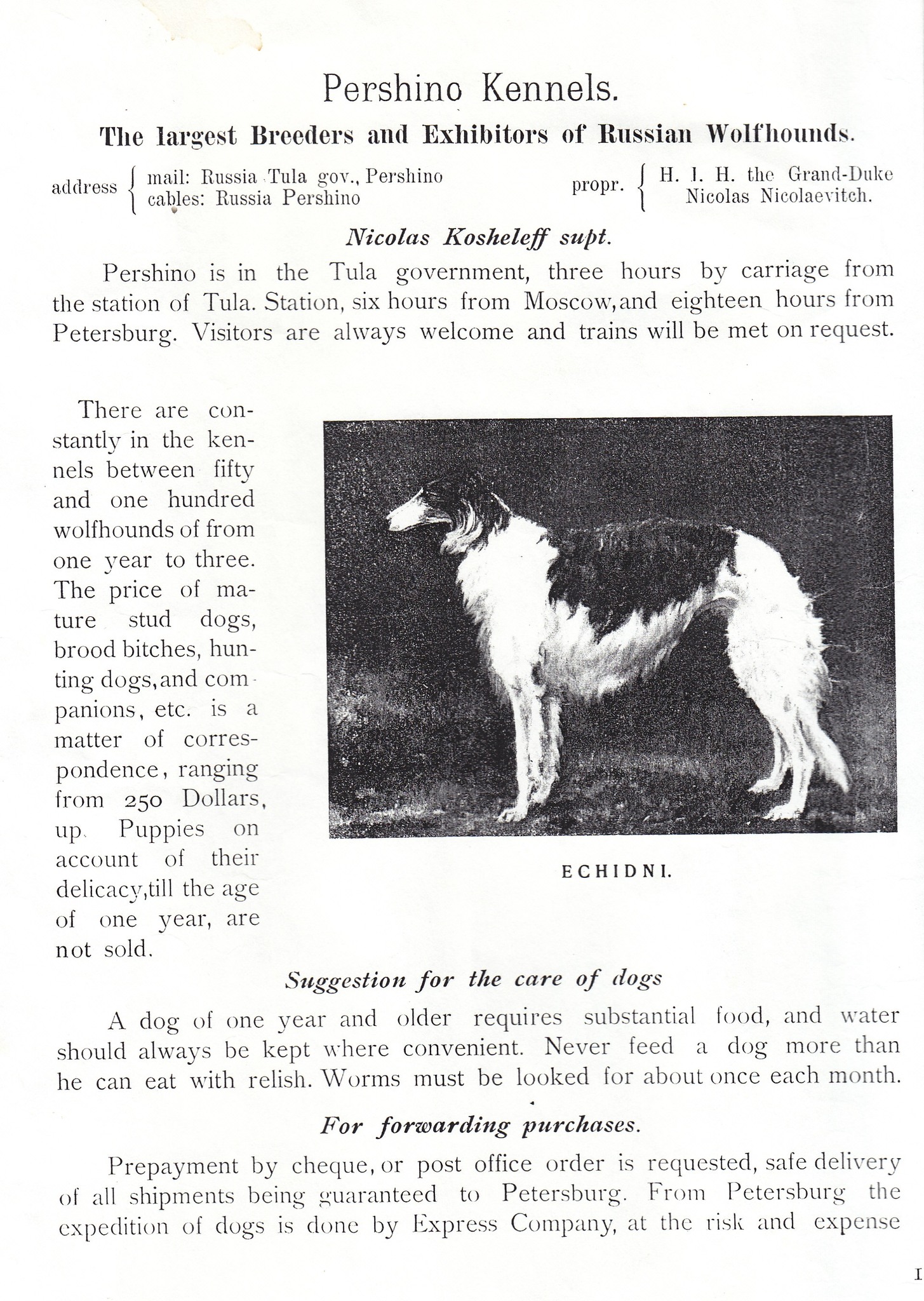 A little bit about the quality of borzois imported from Russia. (Andrus ...