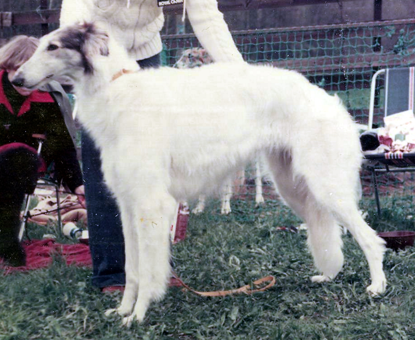 Observations on Borzois over the years - The Borzoï Encyclopedia